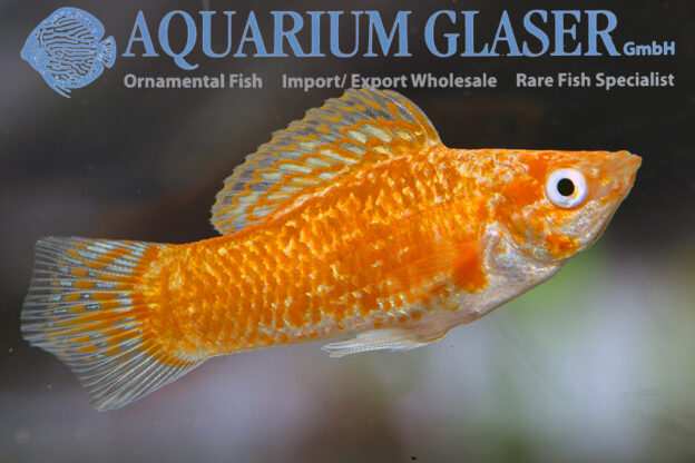 Silbermolly Orange Spots - Aquarium Glaser GmbH