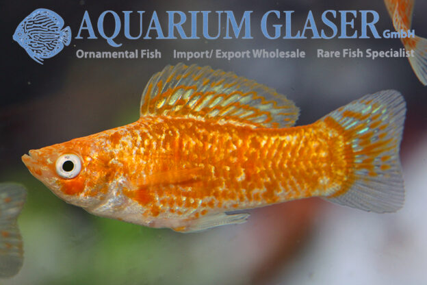 Fish Archive - Aquarium Glaser GmbH
