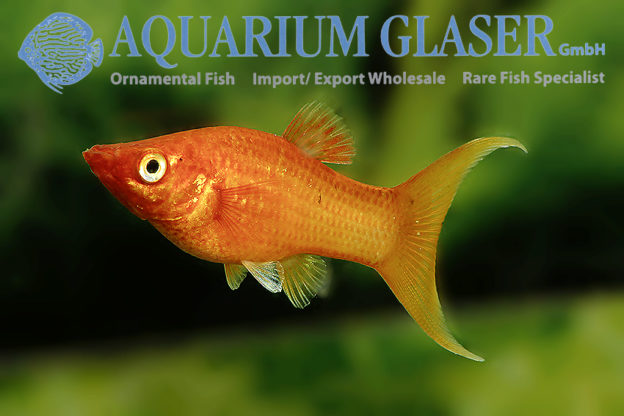 Molly Copper Lyretail - Aquarium Glaser GmbH