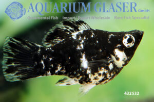 Dalmatian, Marble and Calico mollies - Aquarium Glaser GmbH