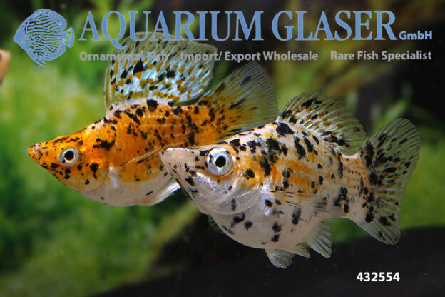 Dalmatian, Marble and Calico mollies - Aquarium Glaser GmbH