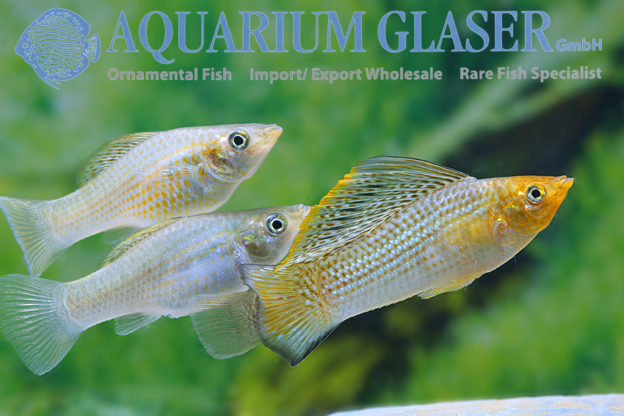 Poecilia velifera Green - Aquarium Glaser GmbH