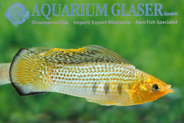 Poecilia velifera Green - Aquarium Glaser GmbH