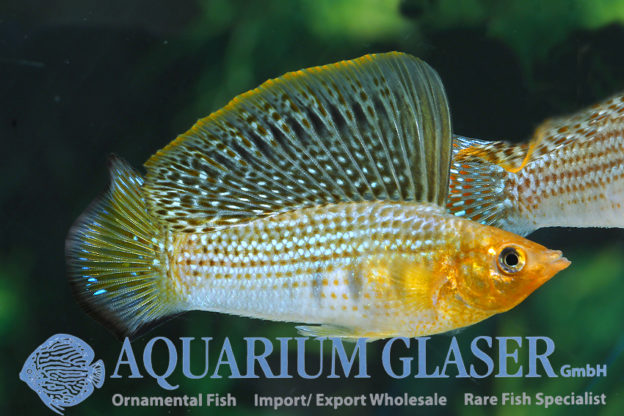 Poecilia velifera Green - Aquarium Glaser GmbH
