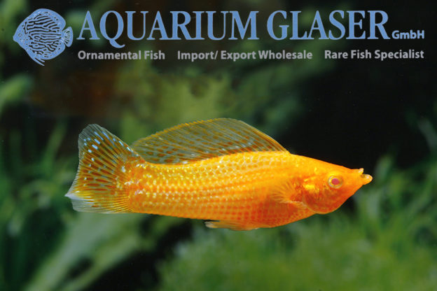 Poecilia velifera Blood Red - Aquarium Glaser GmbH