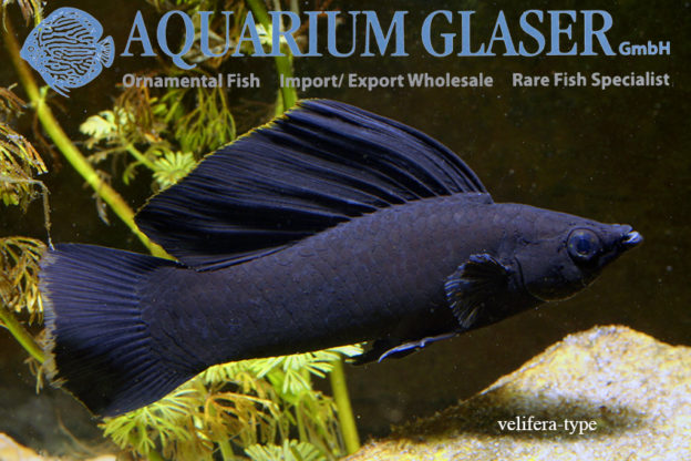 Black Molly = Black Molly? - Aquarium Glaser GmbH