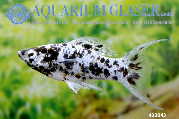 Dalmatian, Marble and Calico mollies - Aquarium Glaser GmbH
