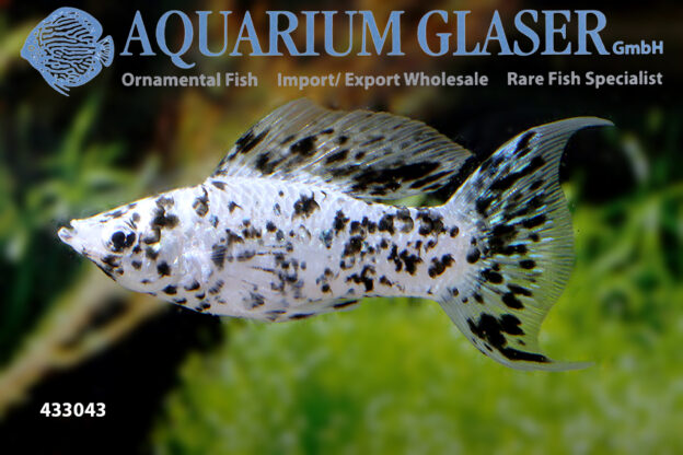 Dalmatian, Marble and Calico mollies - Aquarium Glaser GmbH