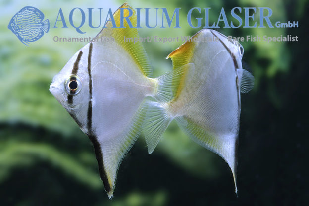 Monodactylus argenteus - Aquarium Glaser GmbH