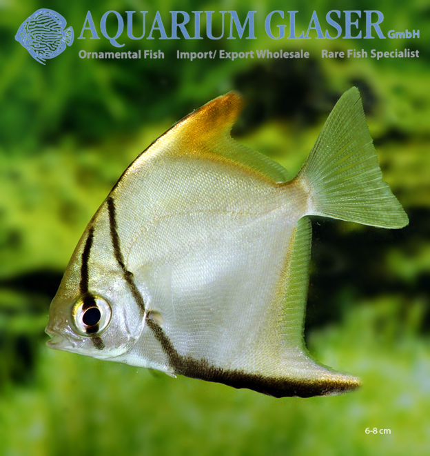 Monodactylus kottelati - Aquarium Glaser GmbH