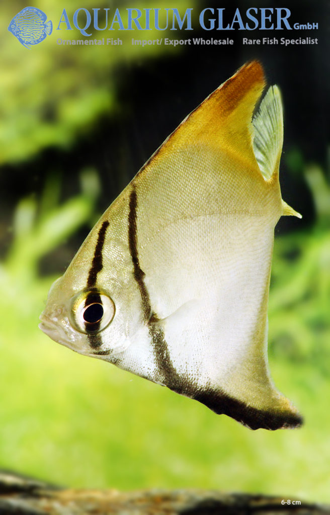 Monodactylus kottelati - Aquarium Glaser GmbH