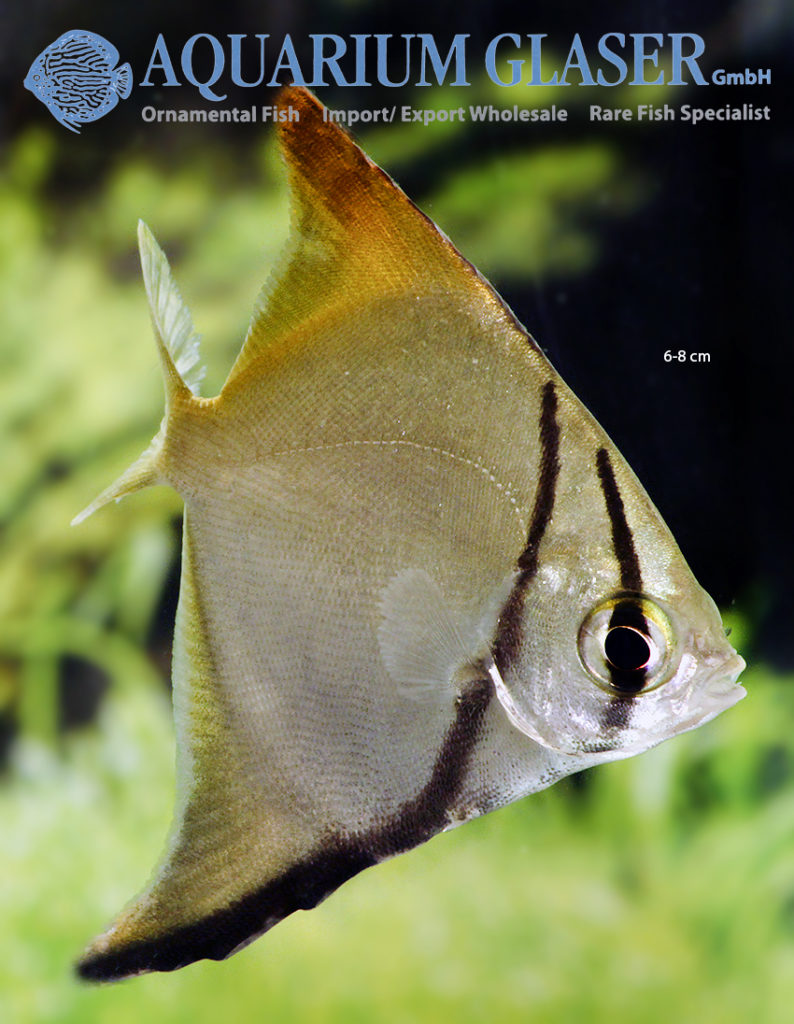 Monodactylus kottelati - Aquarium Glaser GmbH