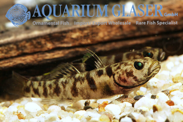 Mugilogobius adeia - Aquarium Glaser GmbH