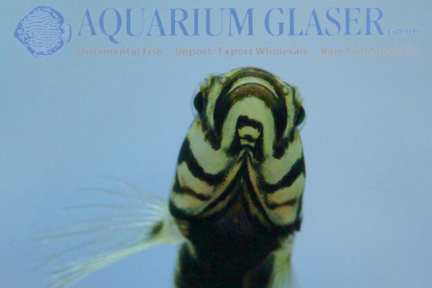 Mugilogobius adeia - Aquarium Glaser GmbH