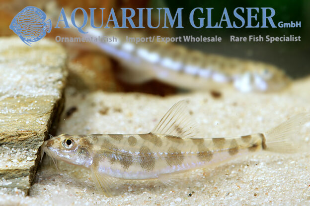 Nemacheilus corica - Aquarium Glaser GmbH