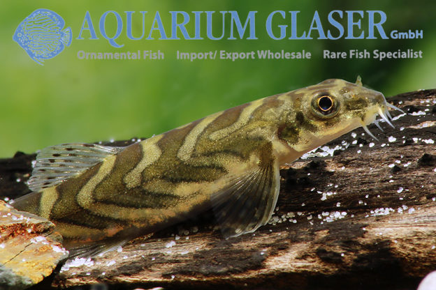 Mesonoemacheilus triangularis - Aquarium Glaser GmbH