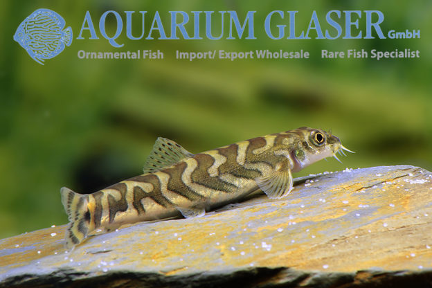 Mesonoemacheilus triangularis - Aquarium Glaser GmbH