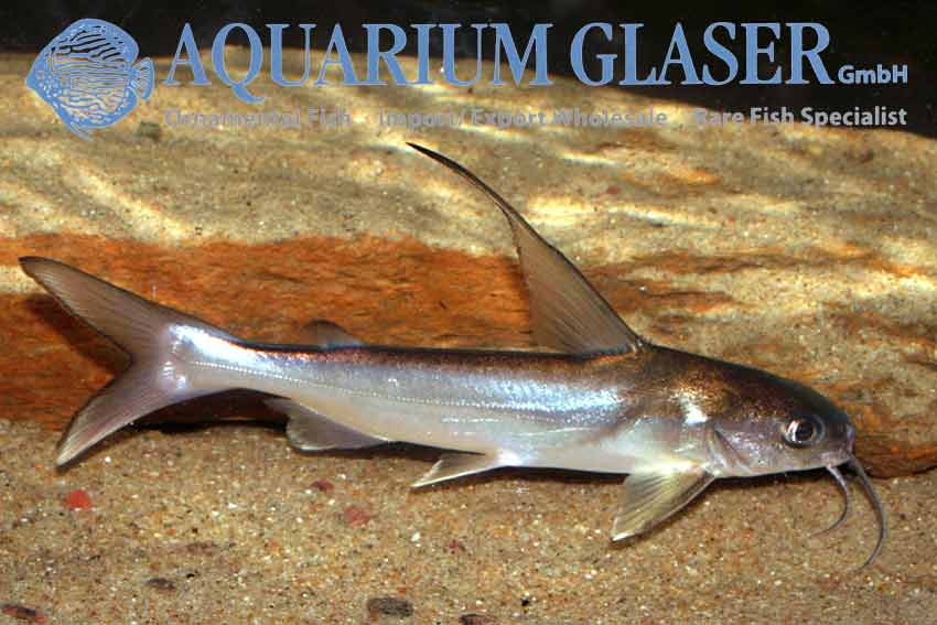 Nemapteryx nenga - Aquarium Glaser GmbH