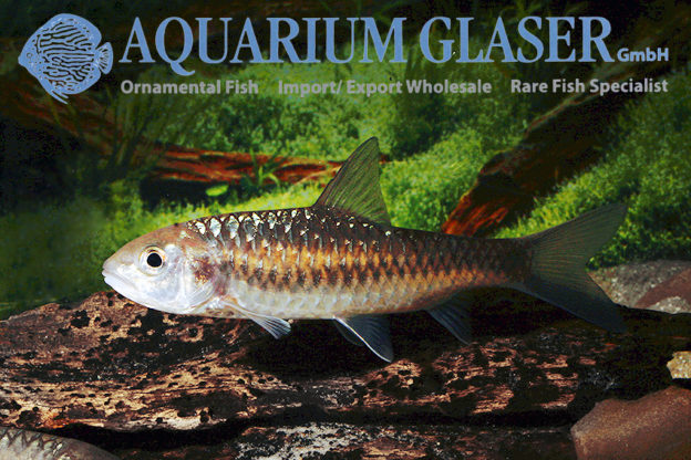 Neolissochilus stracheyi – Blue Tor - Aquarium Glaser GmbH