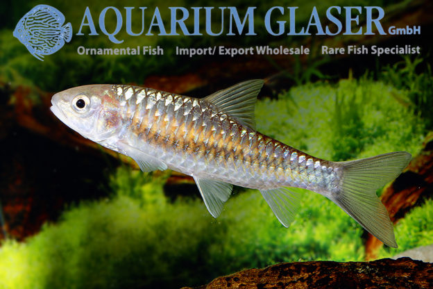 Neolissochilus stracheyi – Blue Tor - Aquarium Glaser GmbH