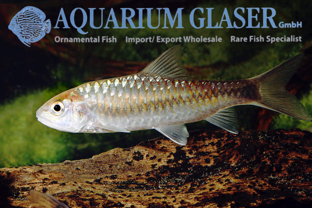 Neolissochilus stracheyi – Blue Tor - Aquarium Glaser GmbH