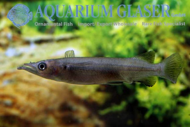19. Halfbeaks - Aquarium Glaser GmbH