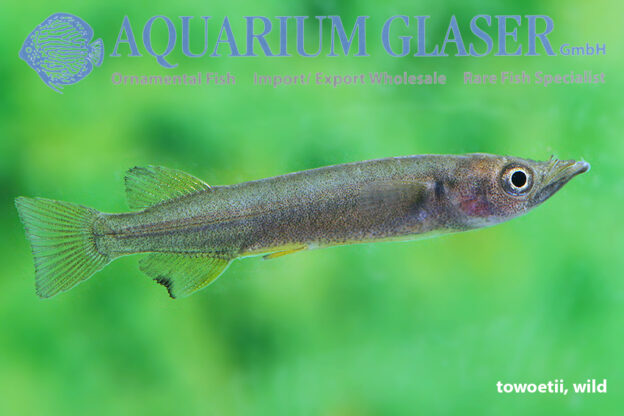 Nomorhamphus celebensis and N. towoetii - Aquarium Glaser GmbH