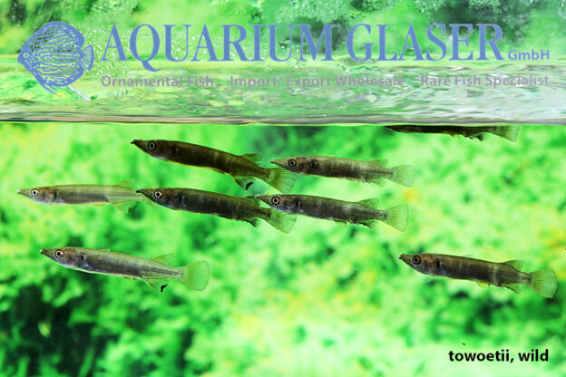 Nomorhamphus celebensis and N. towoetii - Aquarium Glaser GmbH