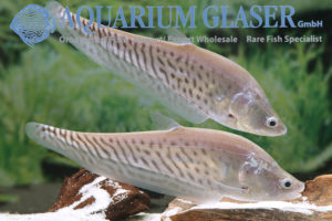Chitala blanci - Aquarium Glaser GmbH