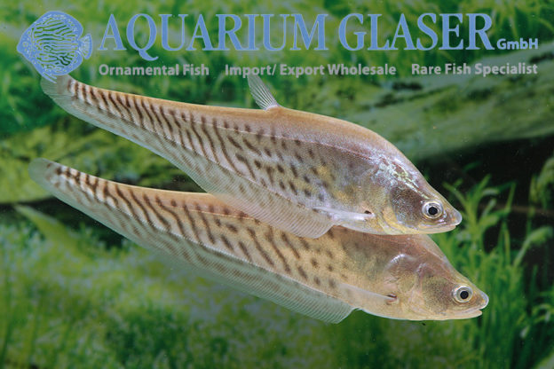 Chitala blanci - Aquarium Glaser GmbH