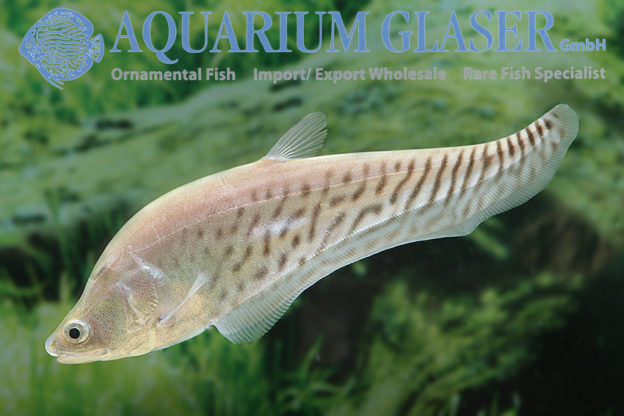 Chitala blanci - Aquarium Glaser GmbH