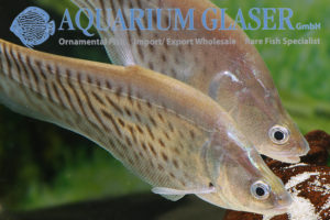 Chitala blanci - Aquarium Glaser GmbH