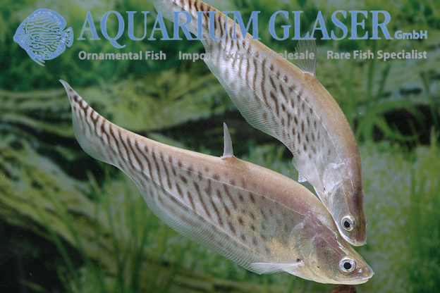 Chitala blanci - Aquarium Glaser GmbH