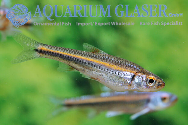 Hydrophlox chrosomus ( = Notropis chrosomus) - Aquarium Glaser GmbH