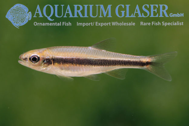Notropis lutipinnis - Aquarium Glaser GmbH