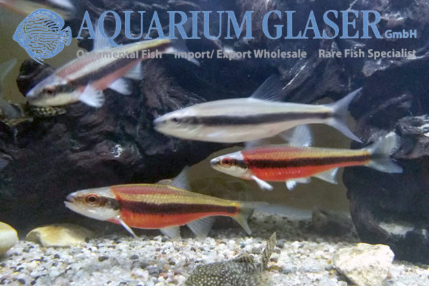 Notropis lutipinnis - Aquarium Glaser GmbH