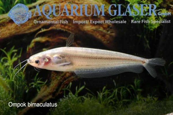 10e. Catfishes from Asia - Aquarium Glaser GmbH
