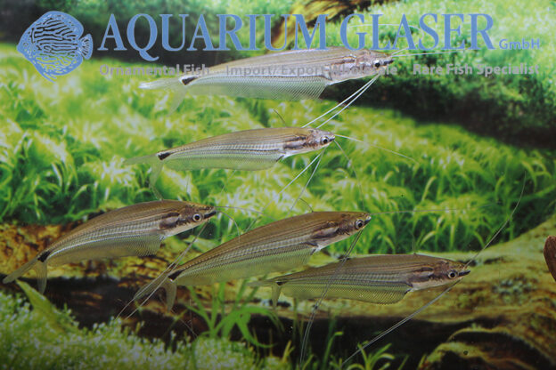 Ompok pinnatus - Aquarium Glaser GmbH