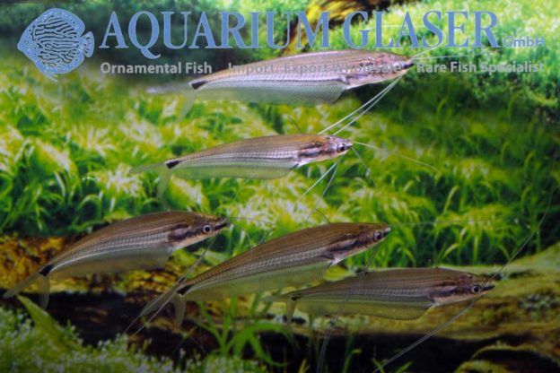 10e. Catfishes from Asia - Aquarium Glaser GmbH