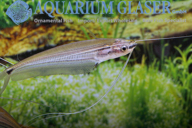 Ompok pinnatus - Aquarium Glaser GmbH