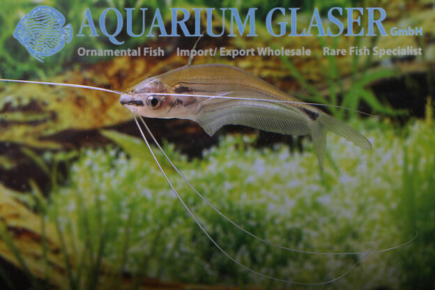 Ompok pinnatus - Aquarium Glaser GmbH