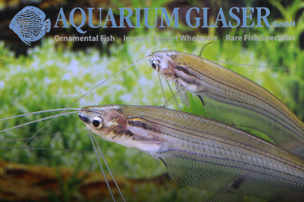 Ompok pinnatus - Aquarium Glaser GmbH