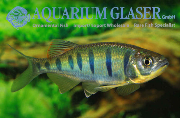 Fischarchiv - Seite 22 von 30 - Aquarium Glaser GmbH