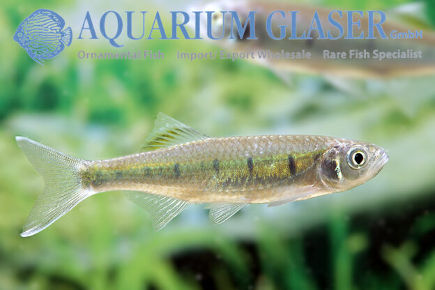 Fish Archive - Aquarium Glaser GmbH