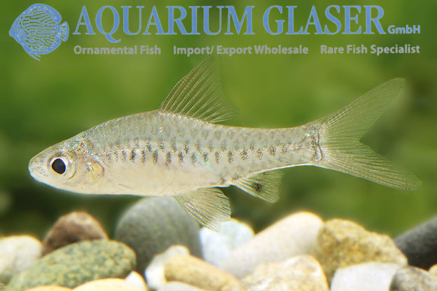 Oreichthys parvus - Aquarium Glaser GmbH