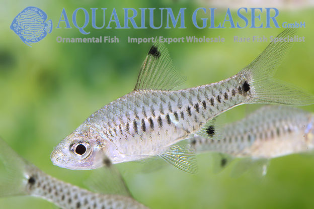 Oreichthys parvus - Aquarium Glaser GmbH
