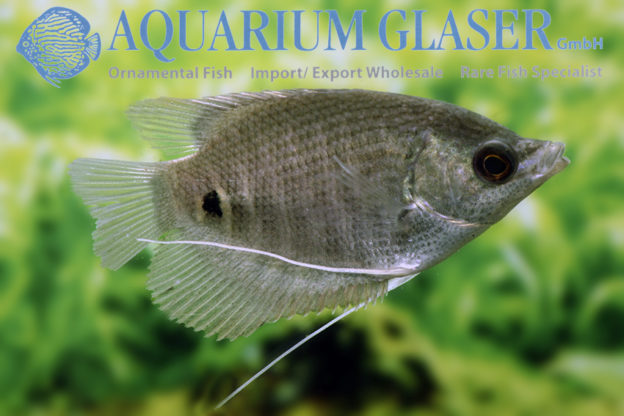 Osphronemus exodon - Aquarium Glaser GmbH