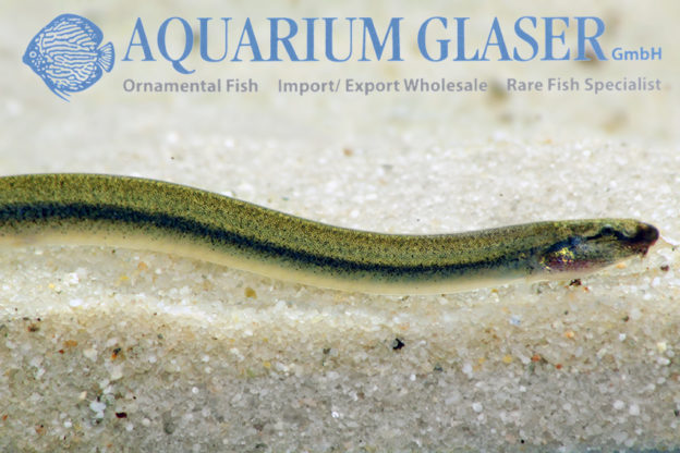 Pangio anguillaris - Aquarium Glaser GmbH