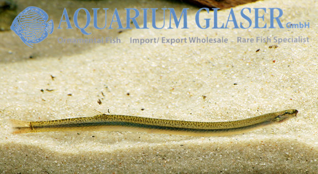 Pangio anguillaris - Aquarium Glaser GmbH