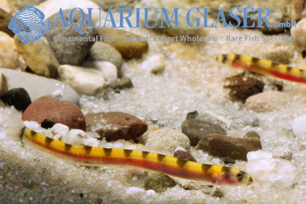 Pangio cuneovirgata - Aquarium Glaser GmbH